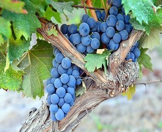 Home - Exploring Wine Regions