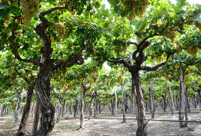 Torrontes Grapes Of Argentina - Exploring Wine Regions