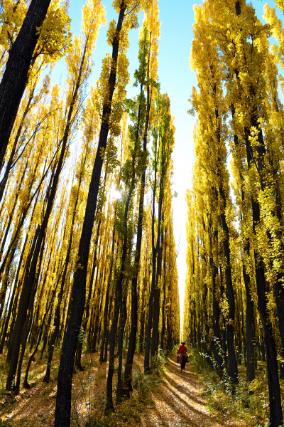 Riding Through The Alamos Trees-1 - Exploring Wine Regions