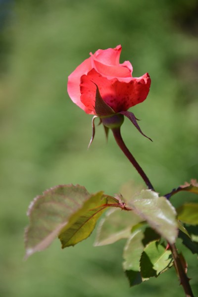 Roses Are Red - Exploring Wine Regions