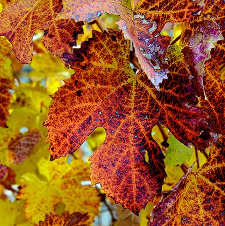 Grape Leaves of Autumn - Exploring Wine Regions