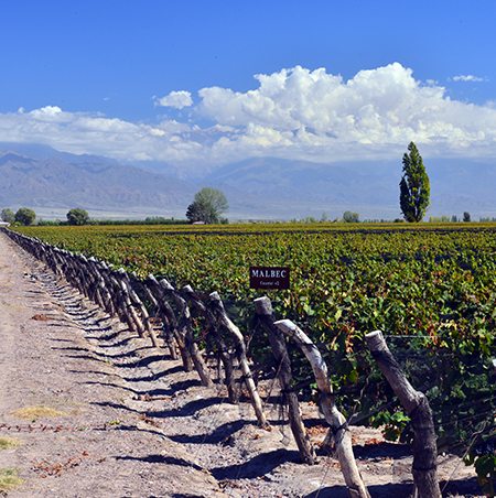Malbec Vineyards - Exploring Wine Regions