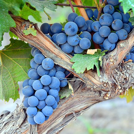 Full Body Malbec - Exploring Wine Regions