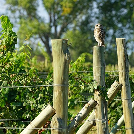 Vineyard Security - Exploring Wine Regions