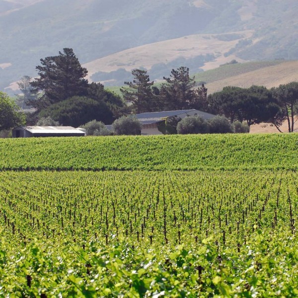 Expansive vineyard of PINOT NOIR - Exploring Wine Regions