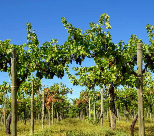 The inspiration came to find ancient vineyards... - Exploring Wine Regions